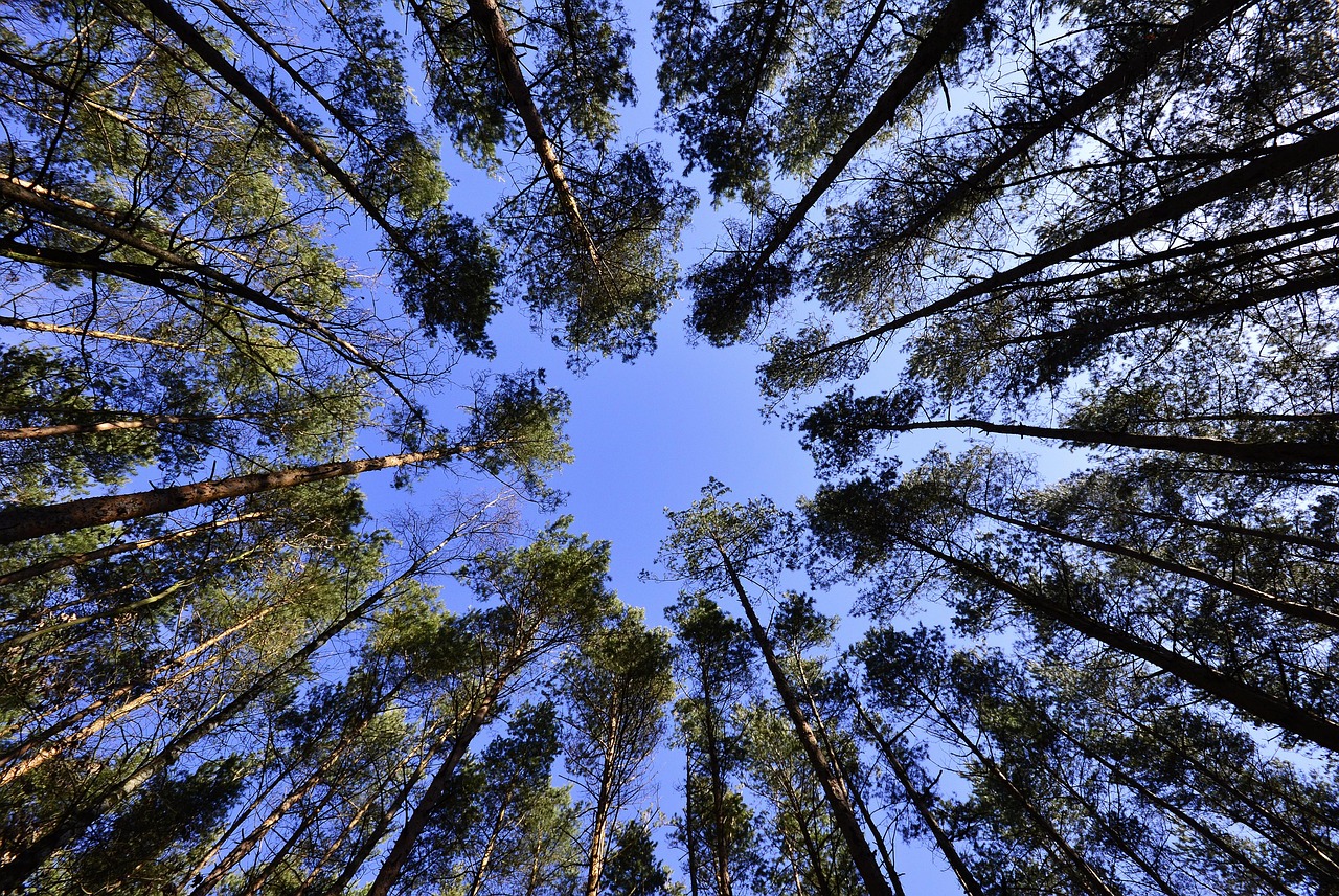 Terrific Trees - Meinig Park Gazebo | Sandy, OR