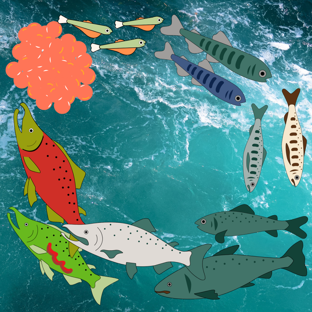 Salmon Life Cycle Event | Sandy, OR