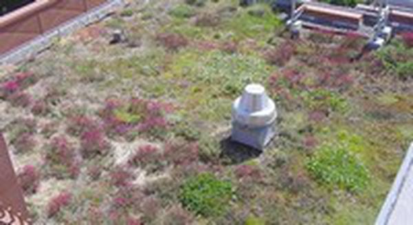 Eco-Roofs | Sandy, OR